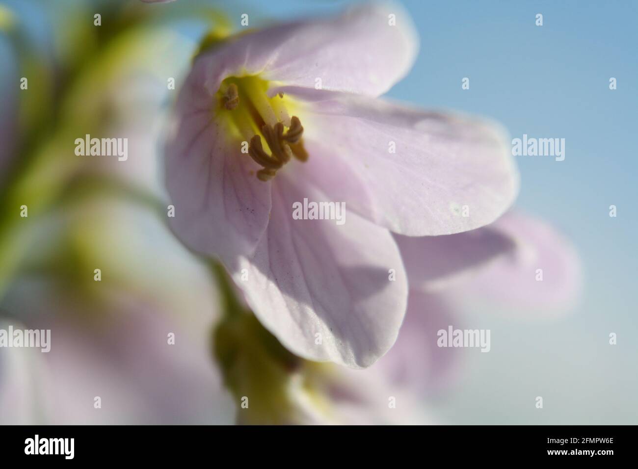 Flower facing sky hi-res stock photography and images - Alamy