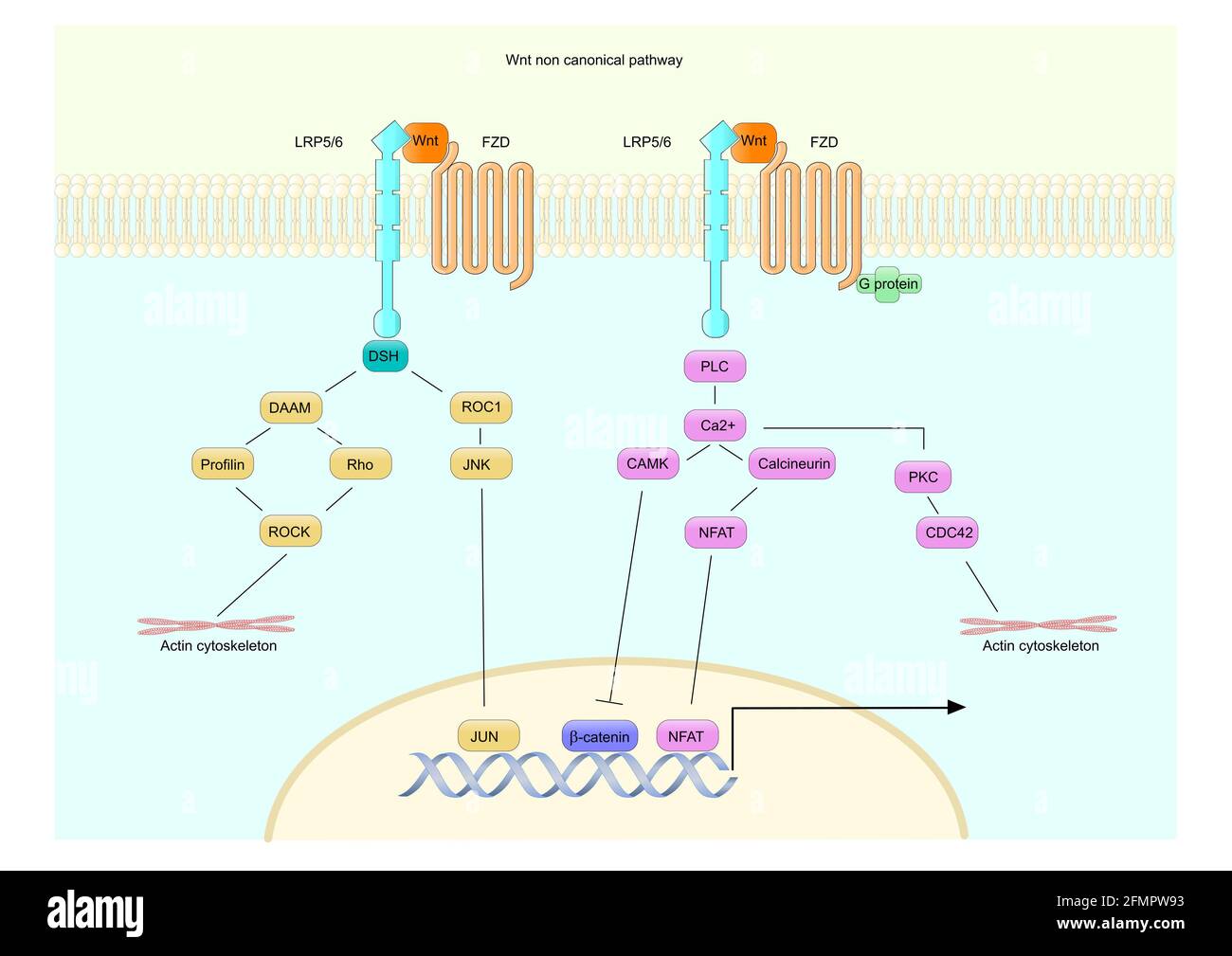 Signalling pathway hi-res stock photography and images - Alamy