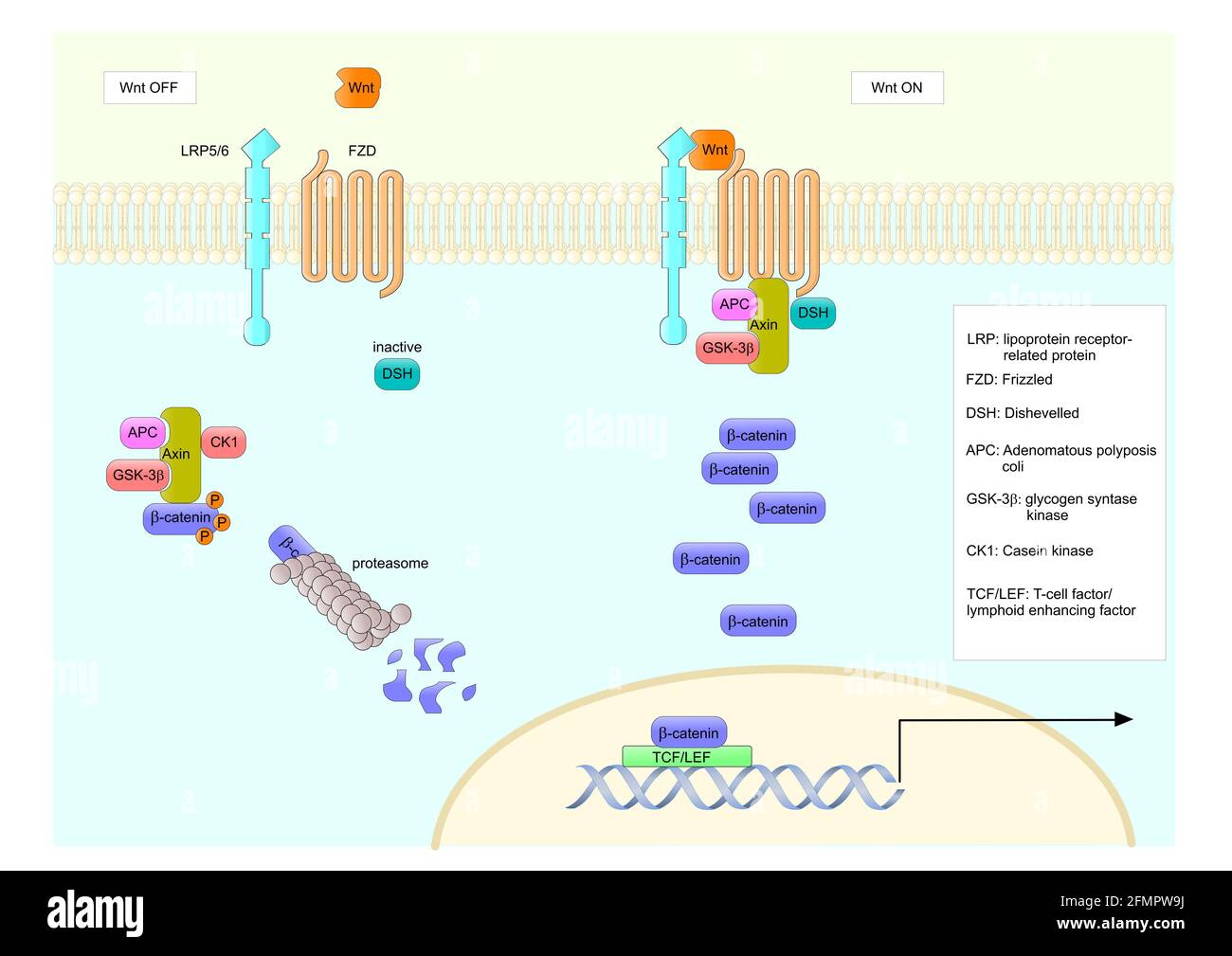 Signalling pathway hi-res stock photography and images - Alamy