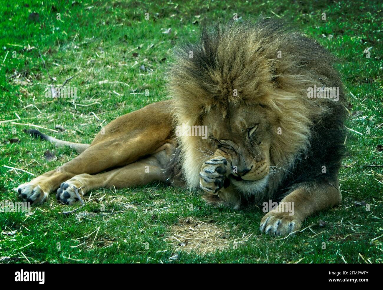 Lion Calgary Zoo Alberta Stock Photo - Alamy