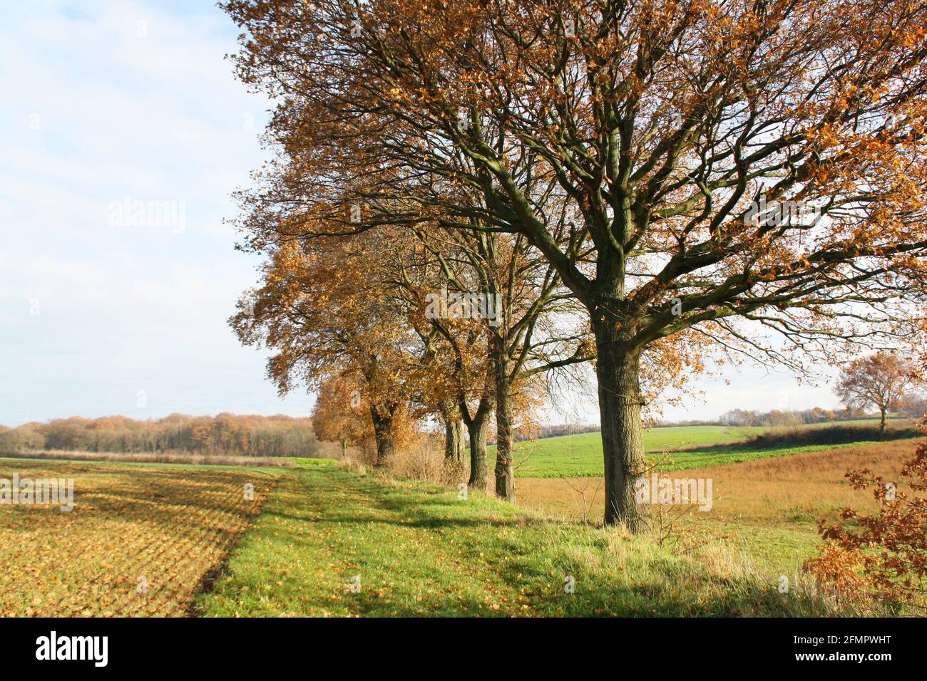 A row of trees in autumn foliage along the edge of an agricultural ...