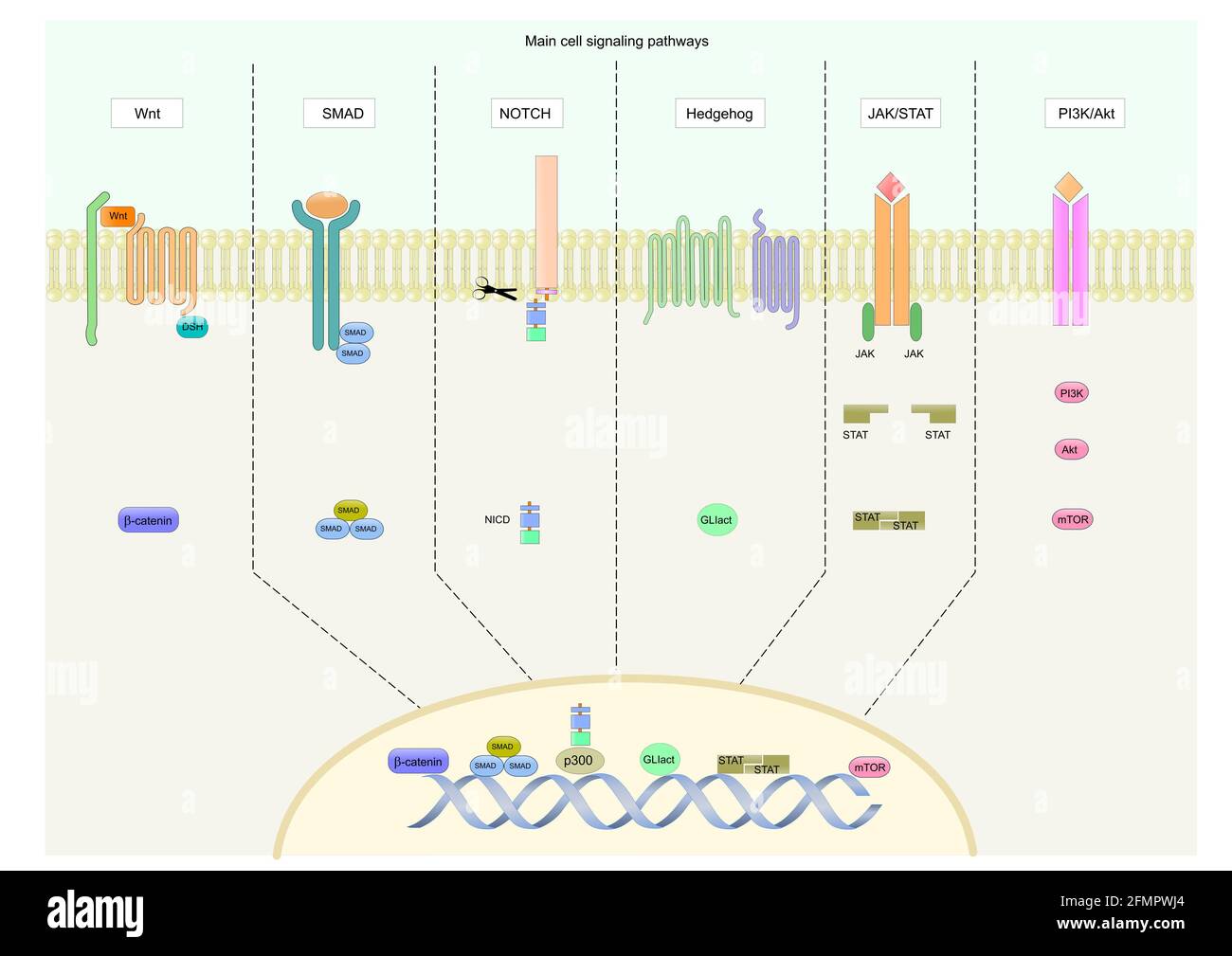 Gene pathways Cut Out Stock Images & Pictures - Alamy