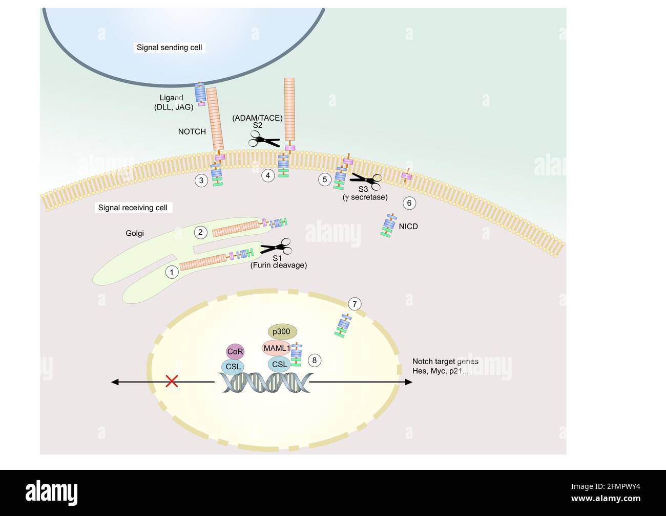 Gamma secretase hi-res stock photography and images - Alamy