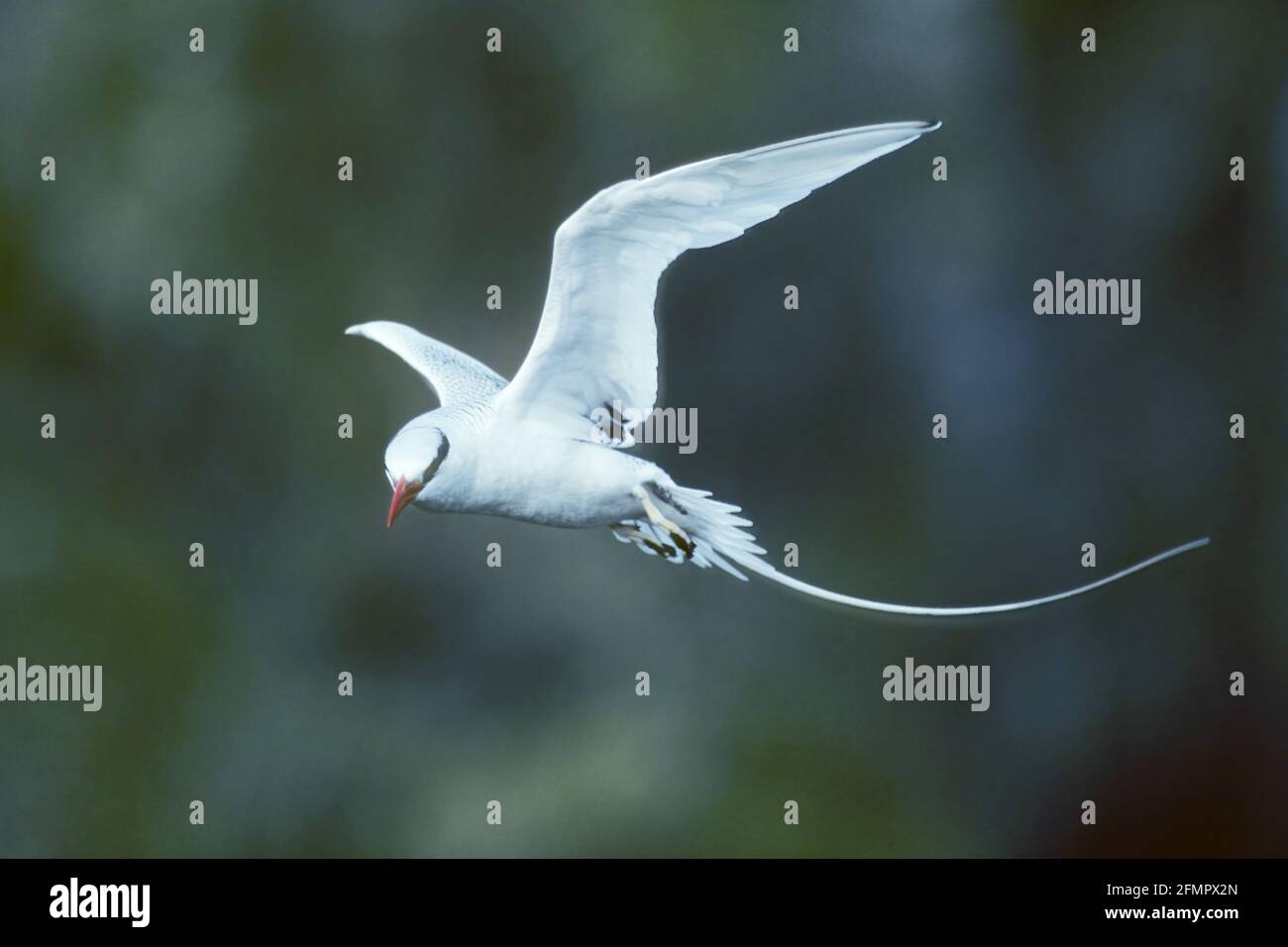 Red Billed Tropic Bird -In Flight, Tobago,BI019608 Stock Photo - Alamy
