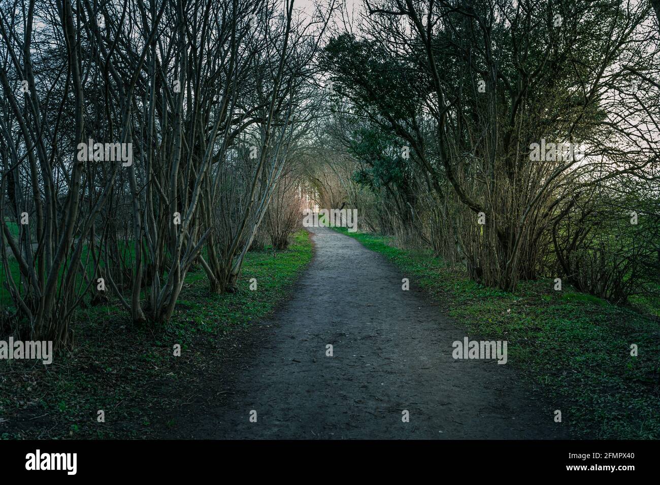 Narrow path through trees in a forest during sunset Stock Photo - Alamy