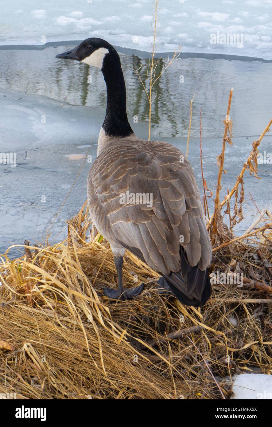 Black geese walking in a snowy meadow Stock Photo - Alamy