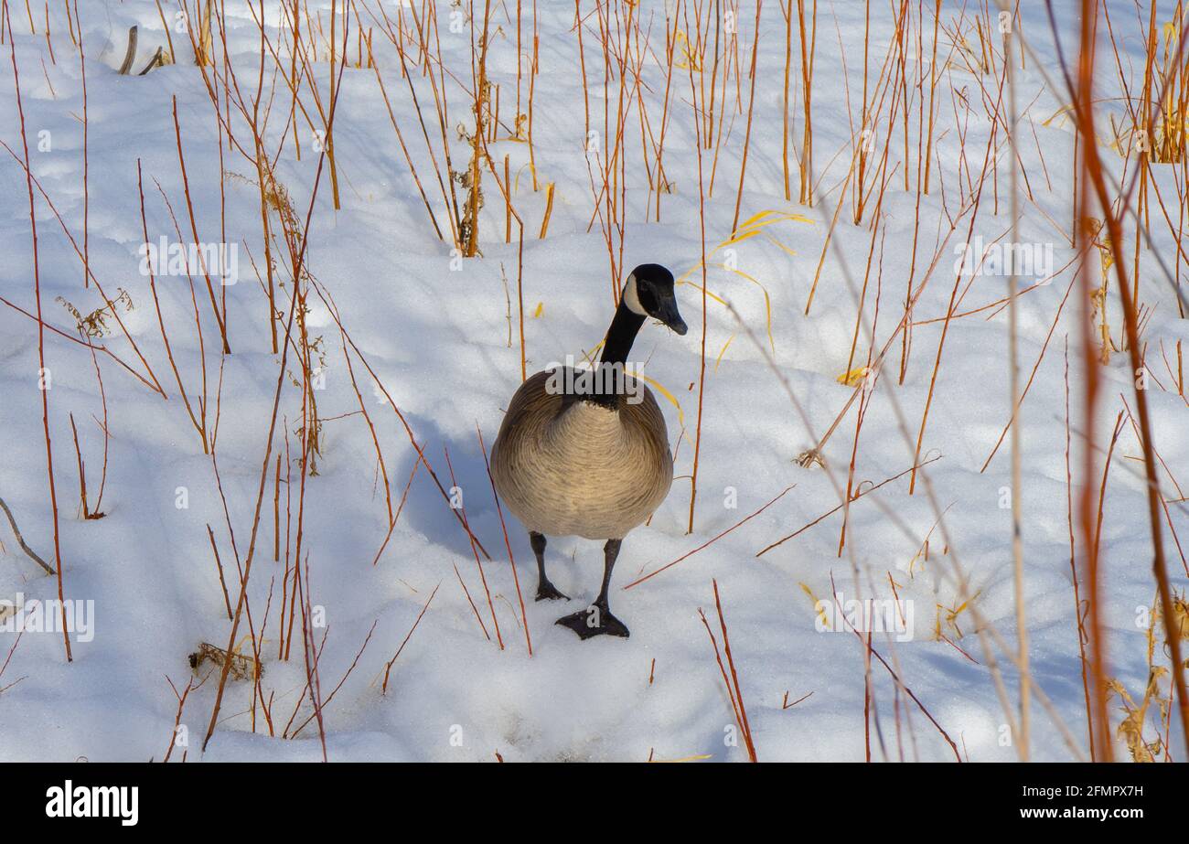 Black geese hi-res stock photography and images - Alamy