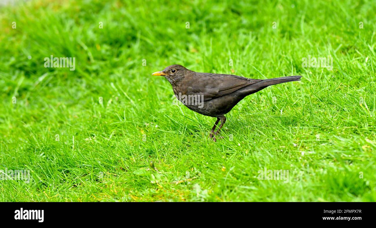 Female blackbird in a garden Stock Photo - Alamy