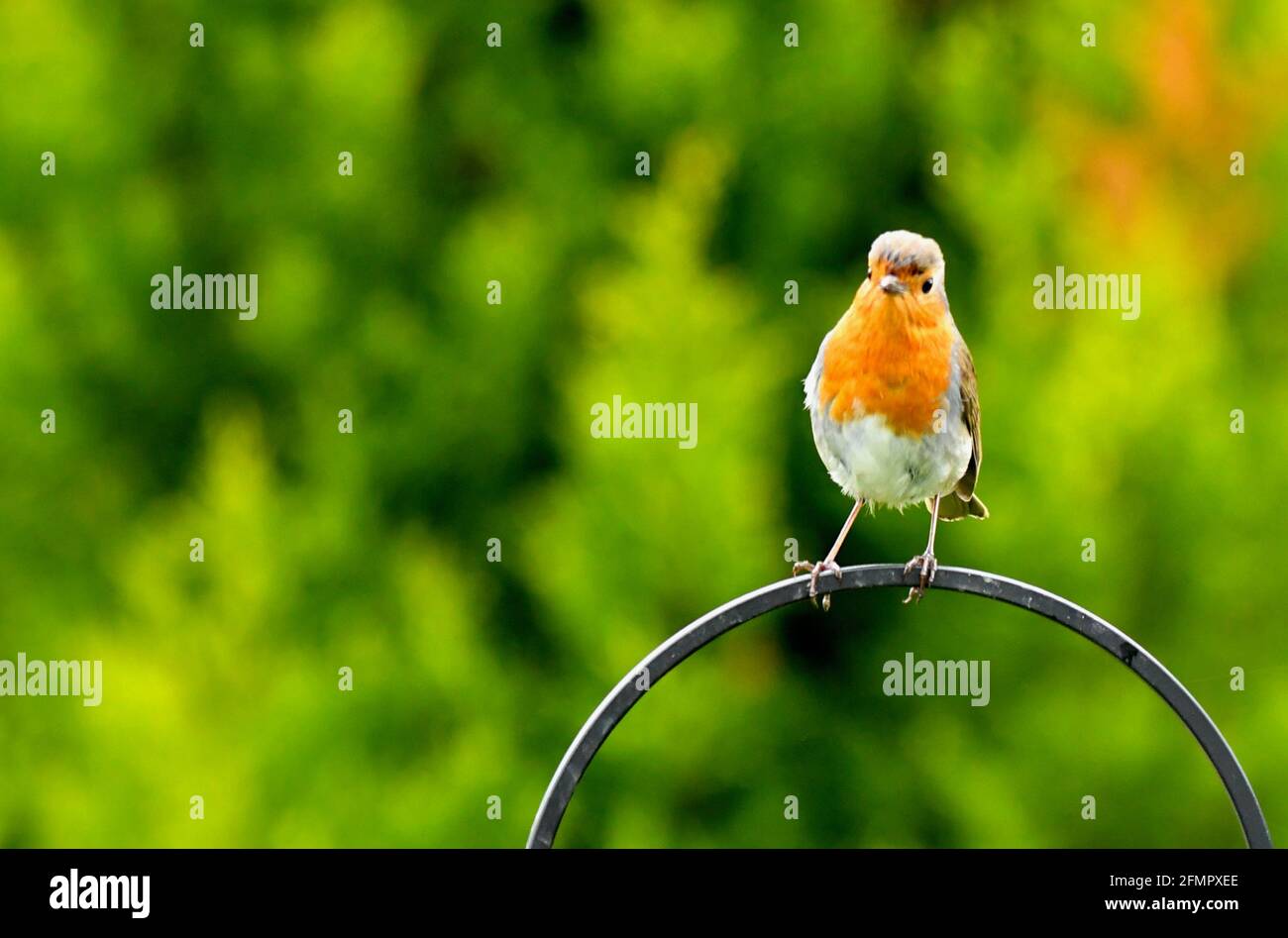 Robin in a garden Stock Photo - Alamy