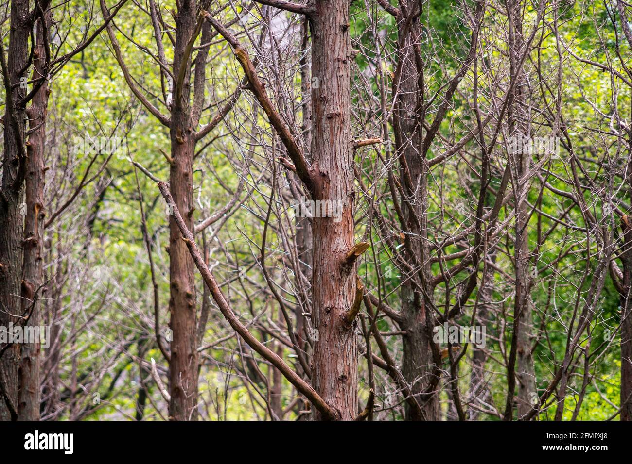 10 people dead hi-res stock photography and images - Alamy