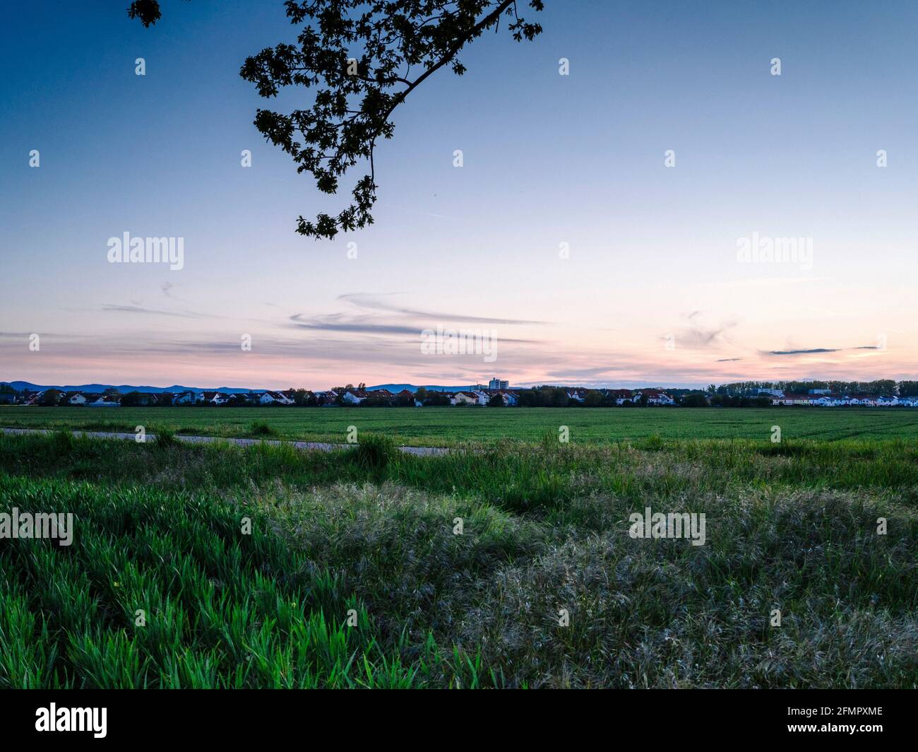 Evening fields in early summer (Palatinate region Germany Stock Photo ...