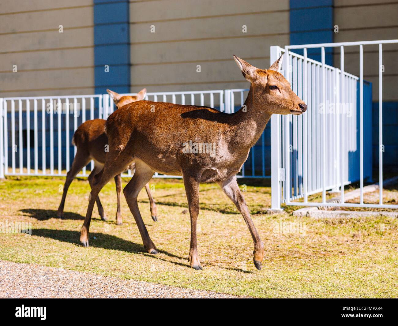 Nara sightseeing hi-res stock photography and images - Alamy