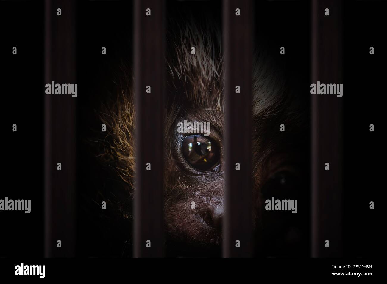 Monkey stuck in prison, animal trafficking concept Stock Photo - Alamy