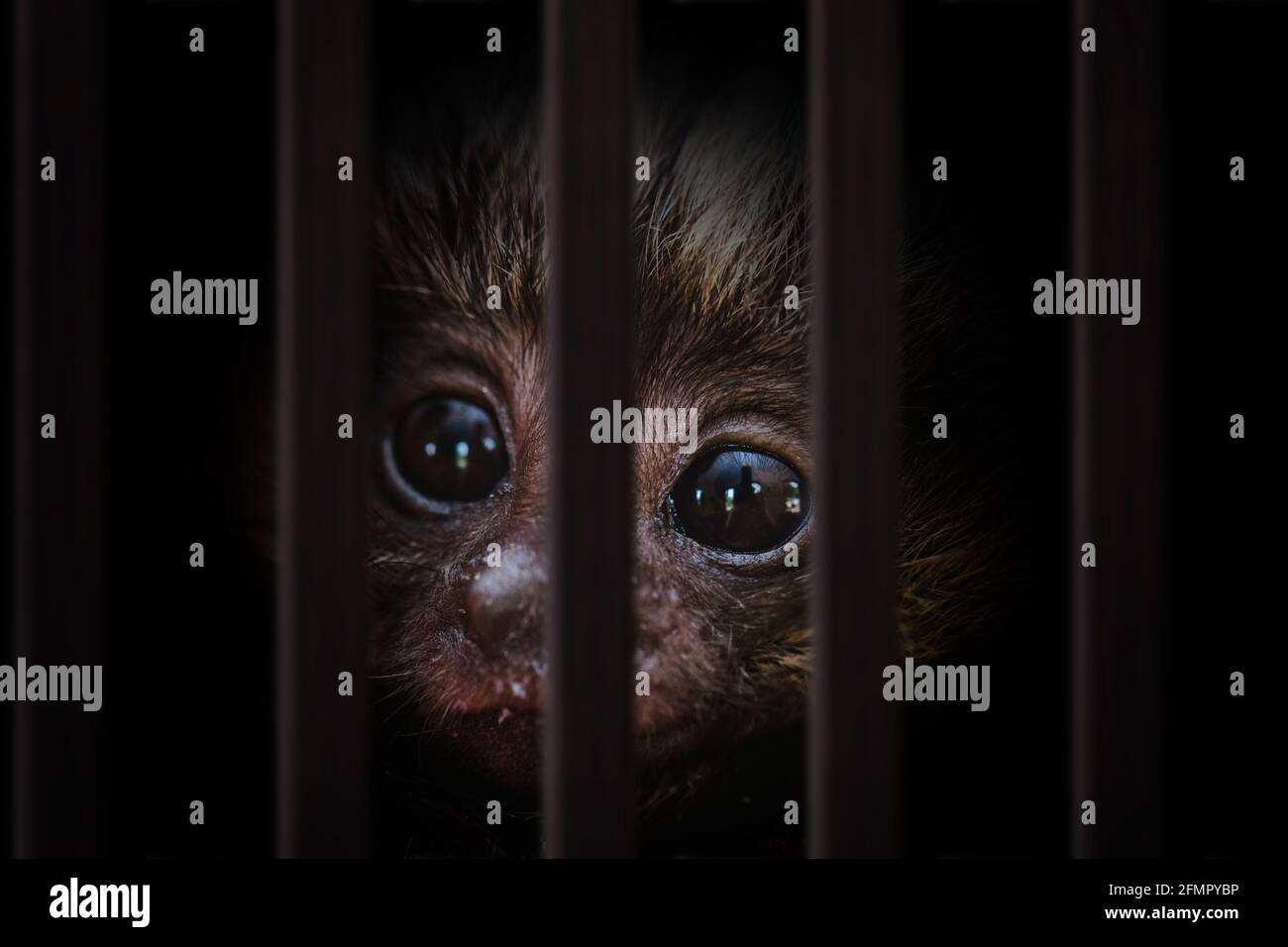 Monkey stuck in prison, animal trafficking concept Stock Photo - Alamy