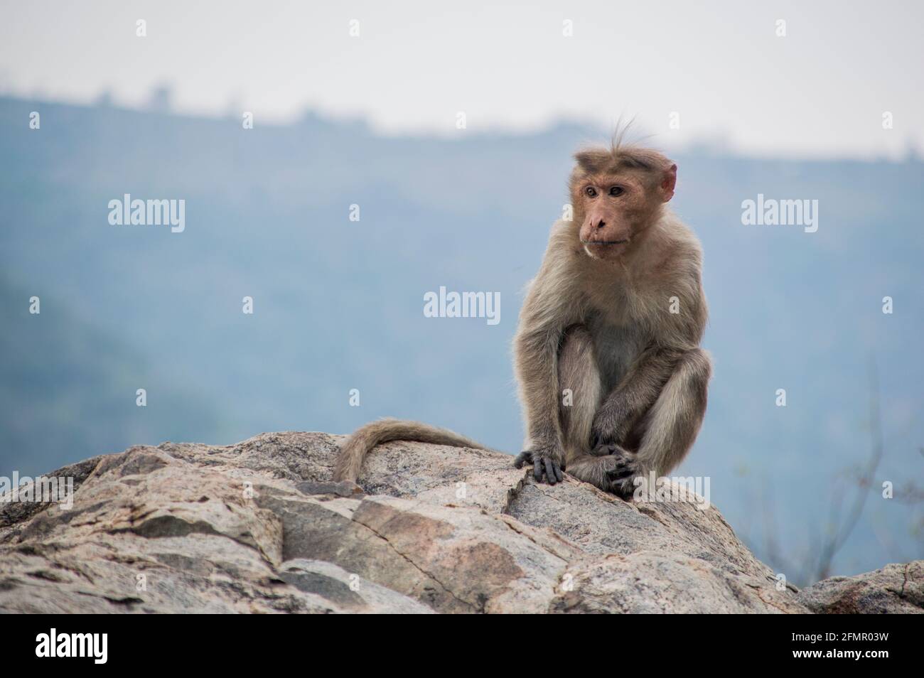 Monkey on the rock Stock Photo - Alamy