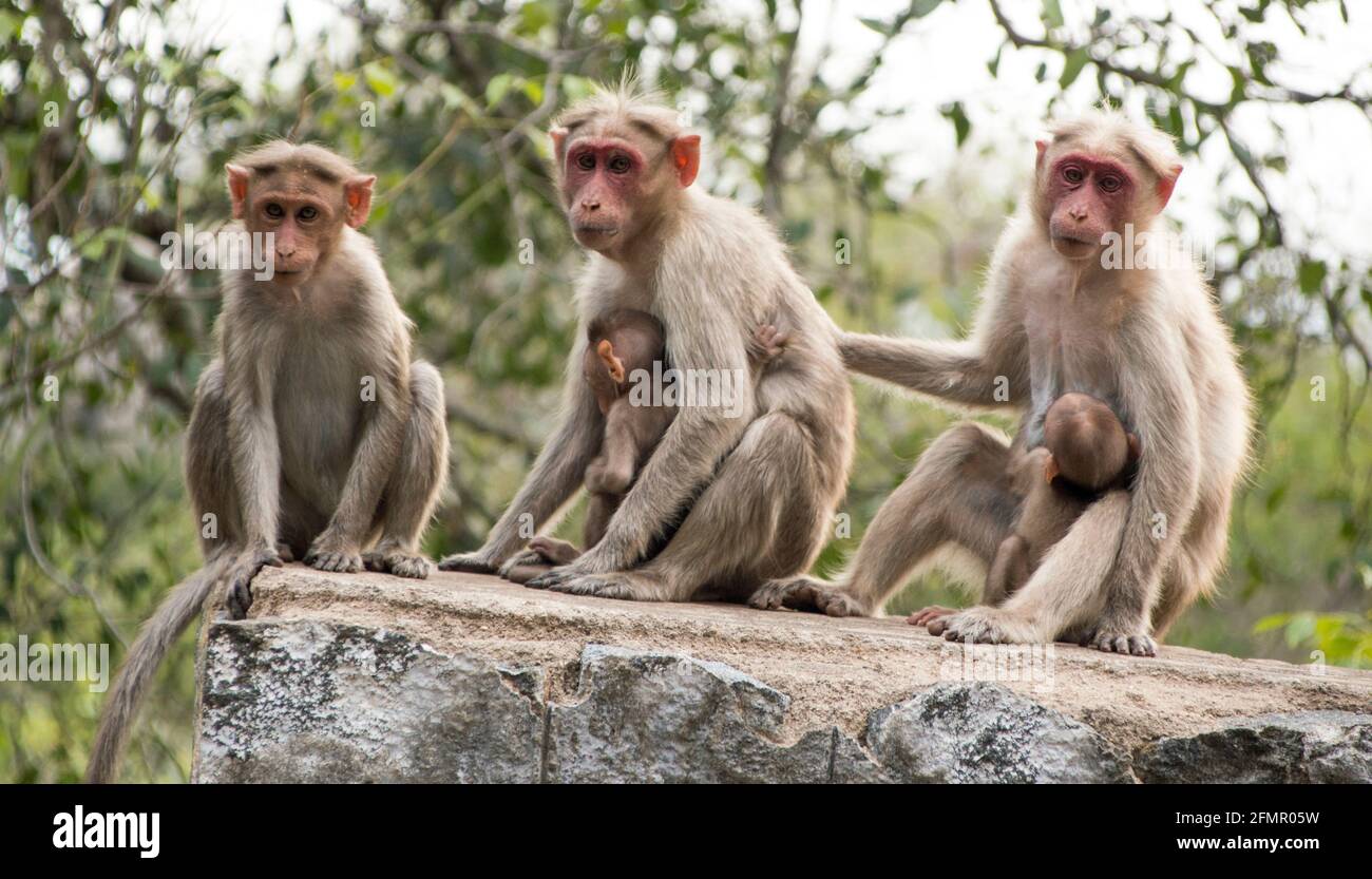 Monkey on the rock Stock Photo - Alamy