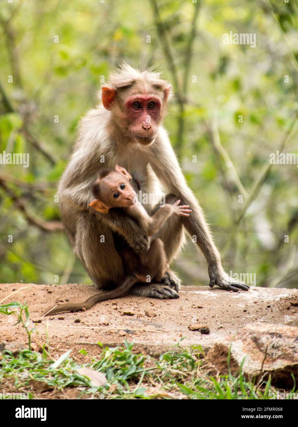 Monkey with baby Stock Photo - Alamy