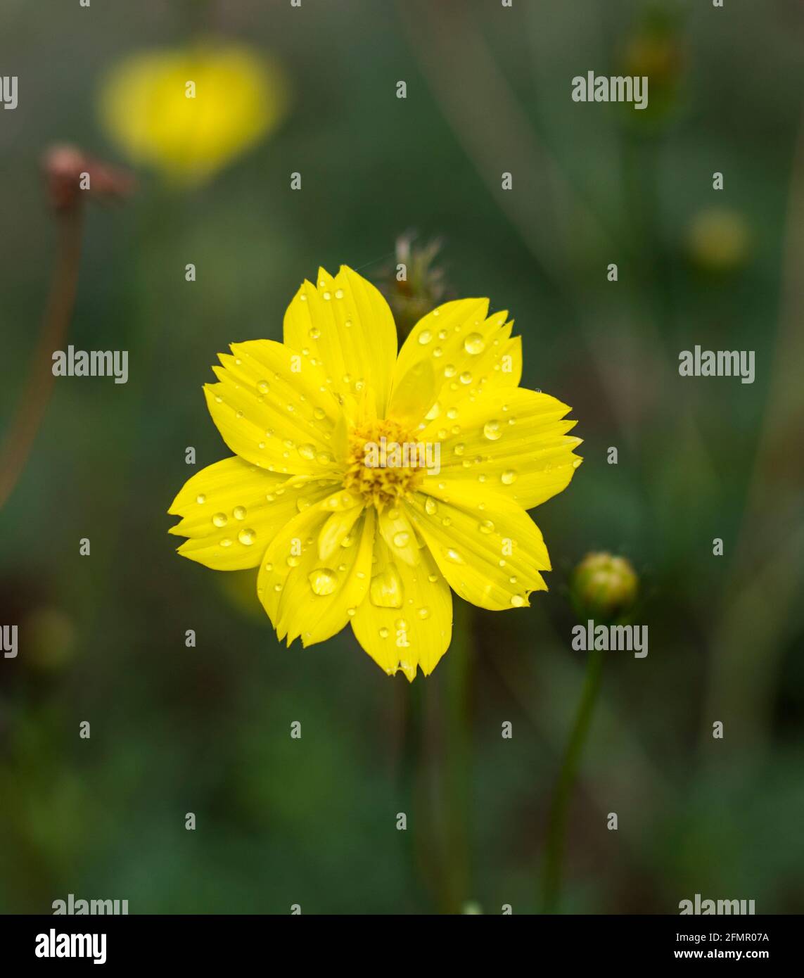 Yellow Cosmos Sulphureus Stock Photo - Alamy