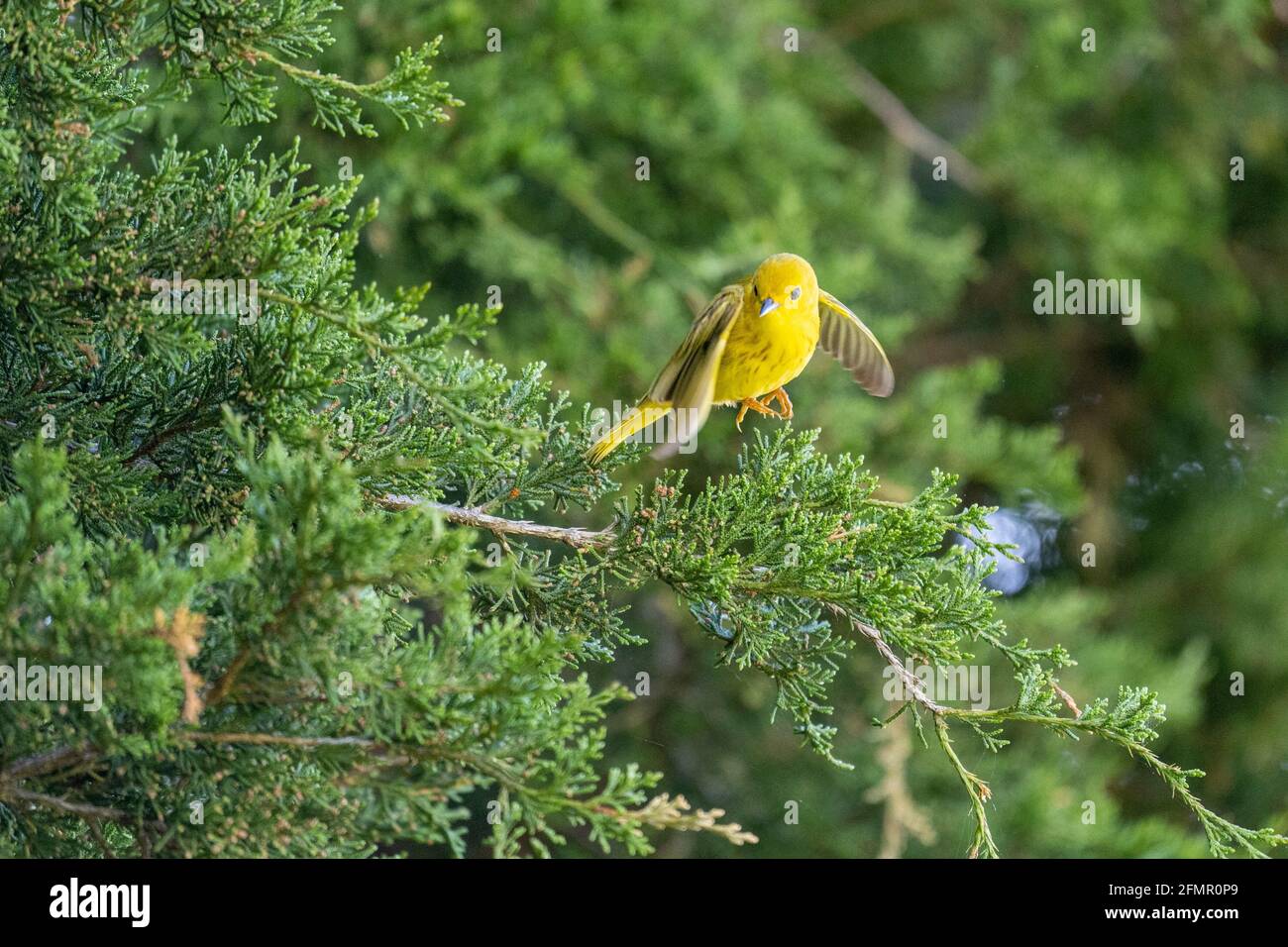 American yellow warbler flying hi-res stock photography and images - Alamy