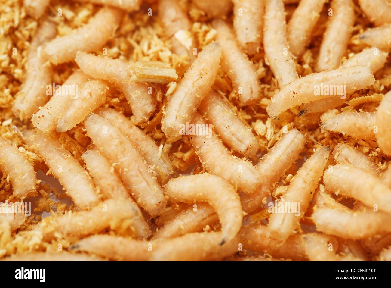 Live fly larvae as bait for catching fish close-up. Full screen, macro ...
