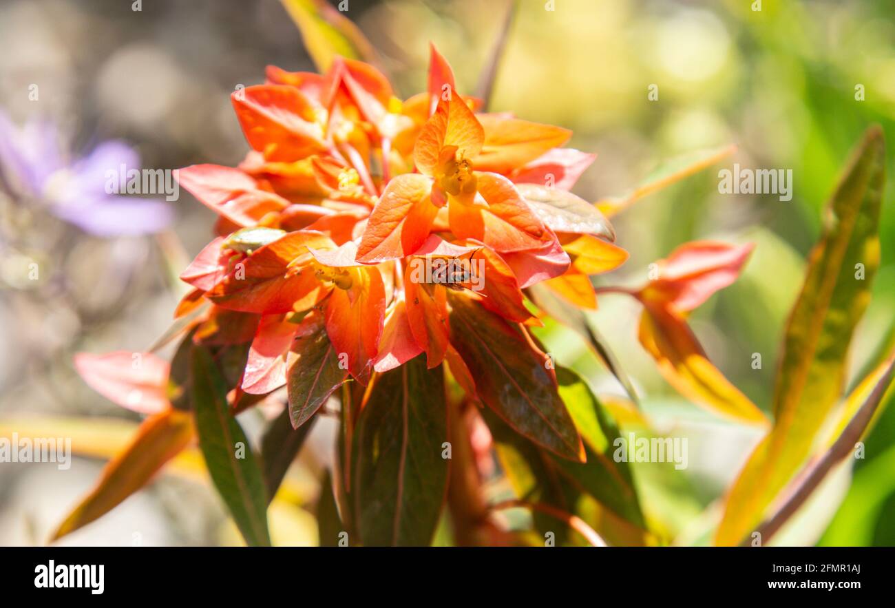 Fiery flowers hi-res stock photography and images - Alamy
