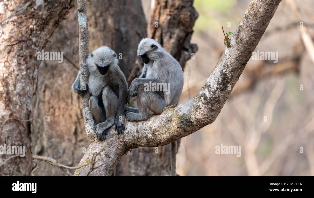 Closeup shot of two cute monkeys on a tree Stock Photo - Alamy
