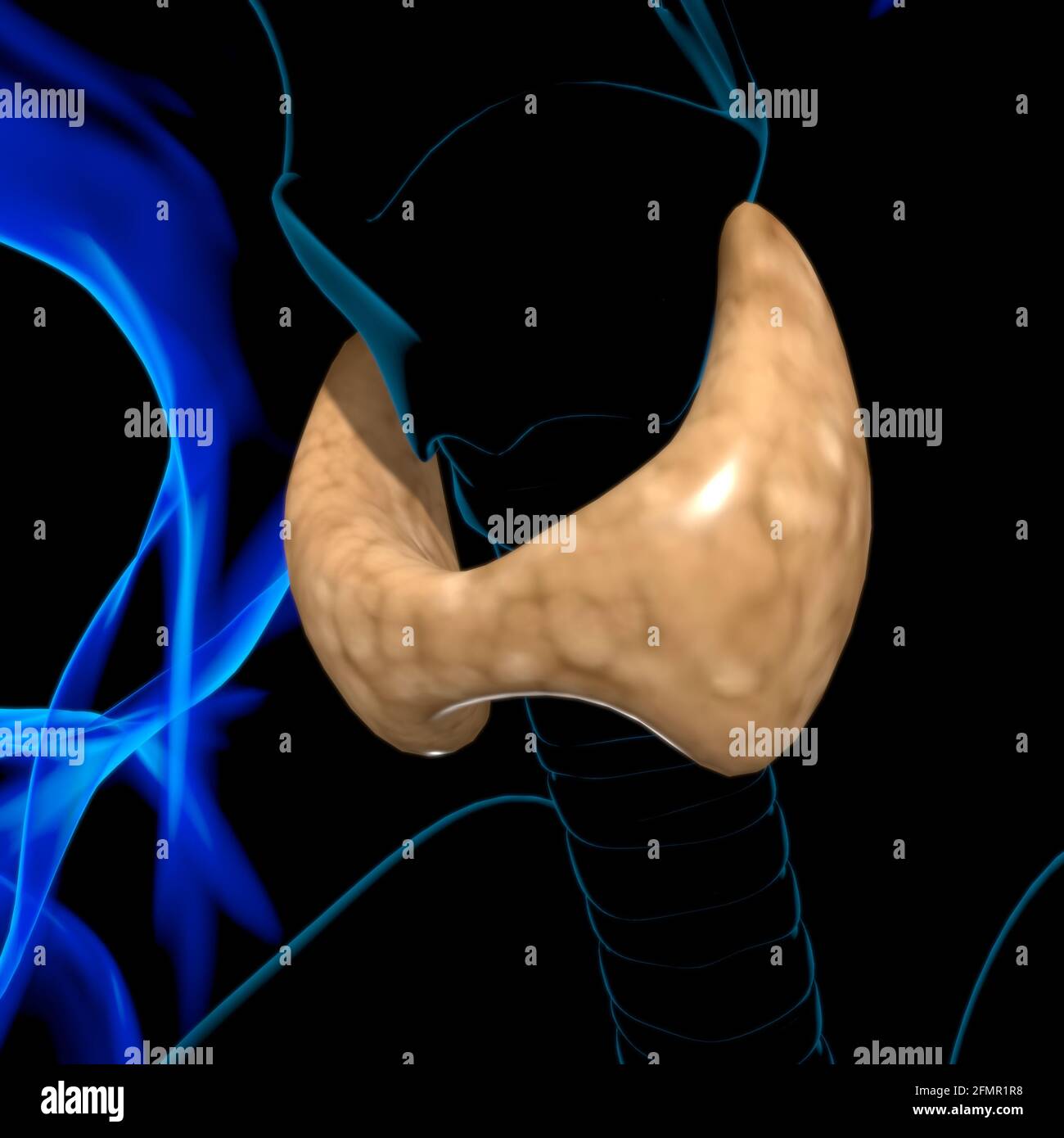 Thyroid Gland Anatomy For Medical Concept 3D Illustration Stock Photo ...