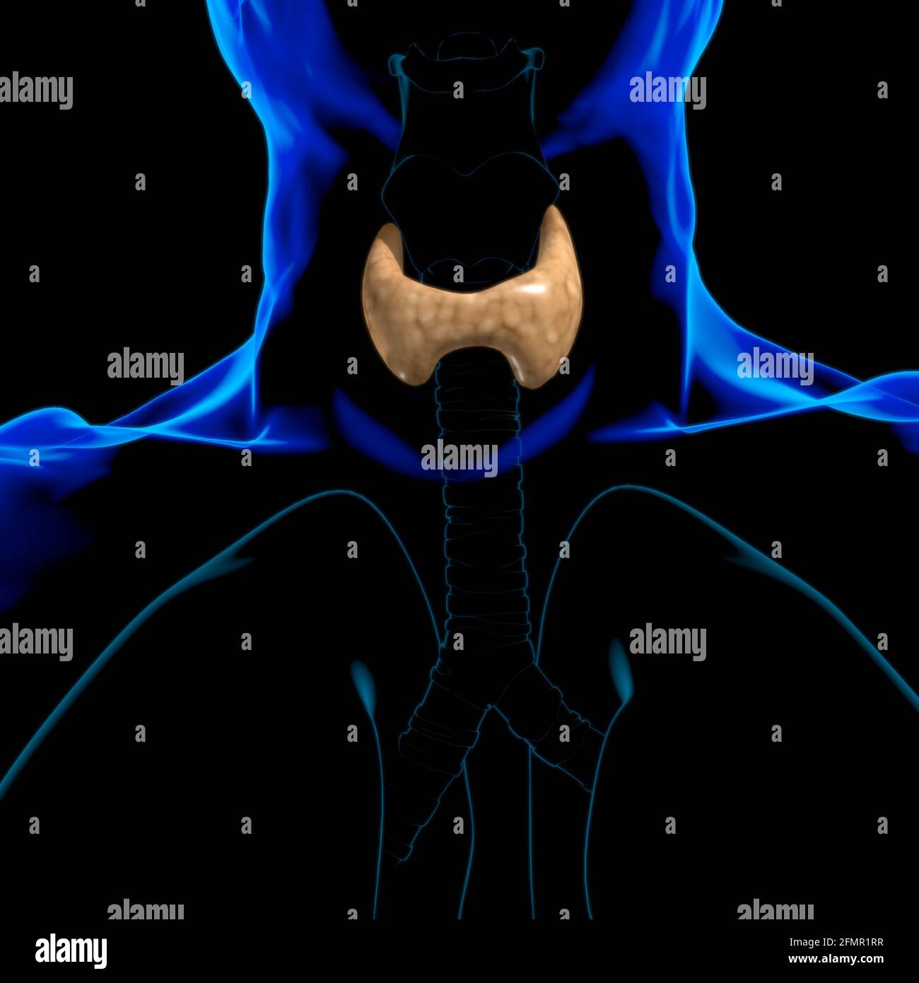 Thyroid Gland Anatomy For Medical Concept 3D Illustration Stock Photo ...