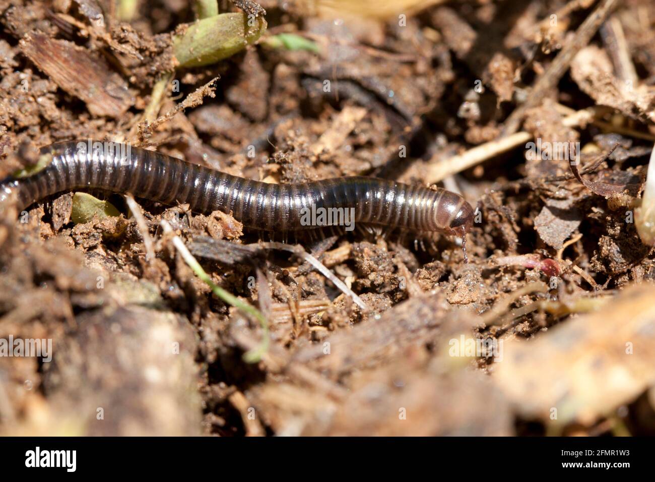 North American millipede (Narceus americanus) - Virginia USA Stock ...