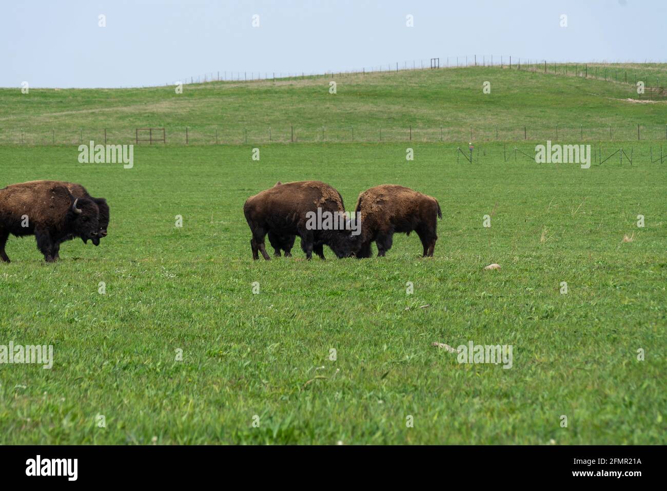 Wild bison play fighting on the prairie. Nachusa Grasslands The Nature ...