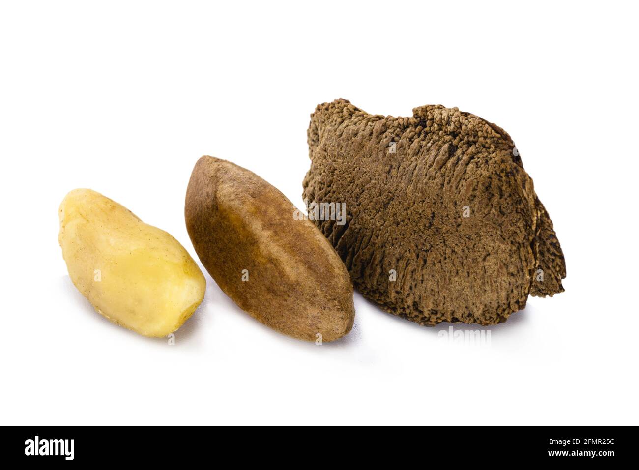 Brazilian chestnut natural from the Amazon rainforest, called the ...