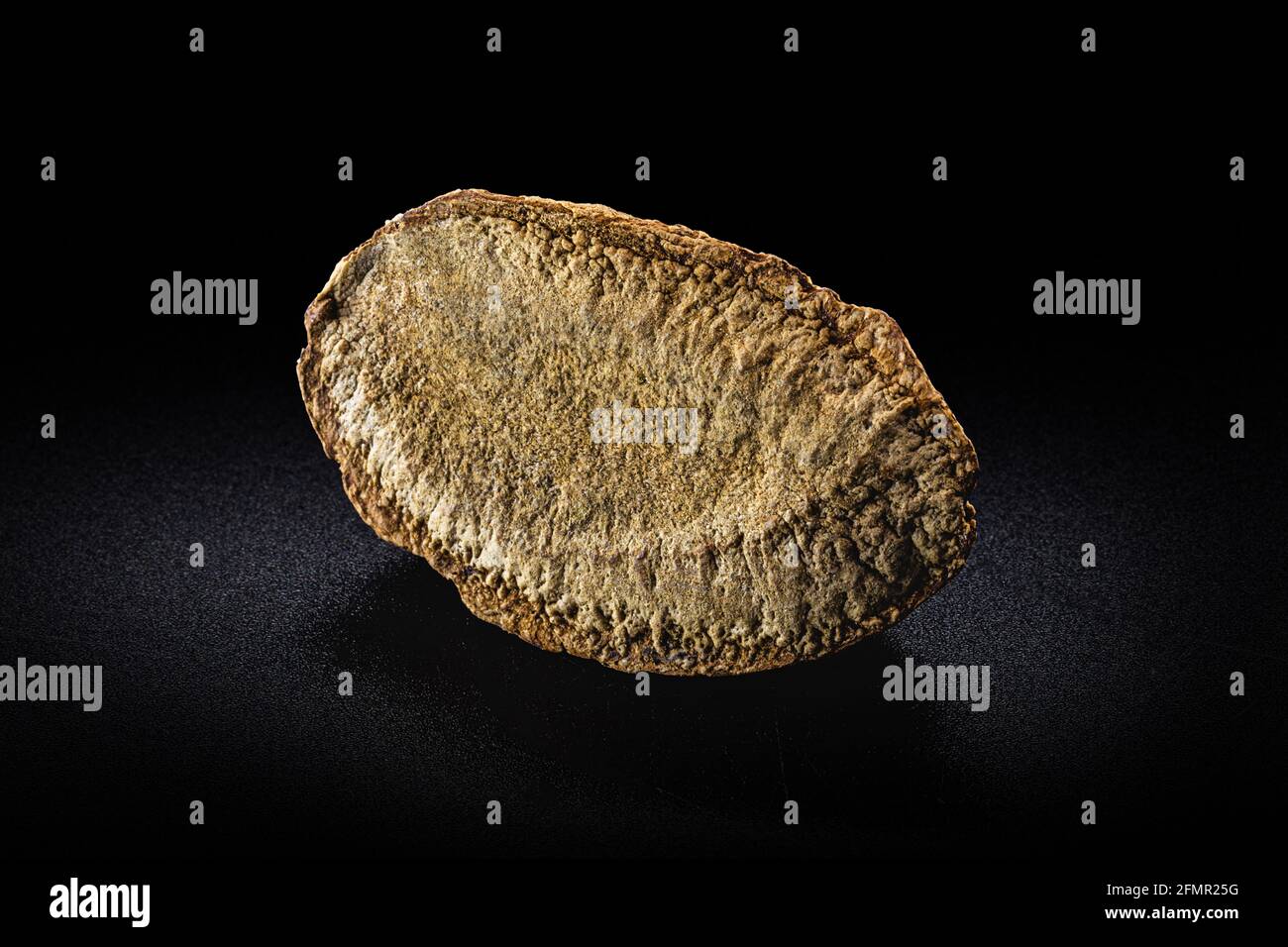 Brazilian chestnut natural from the Amazon rainforest, called the ...