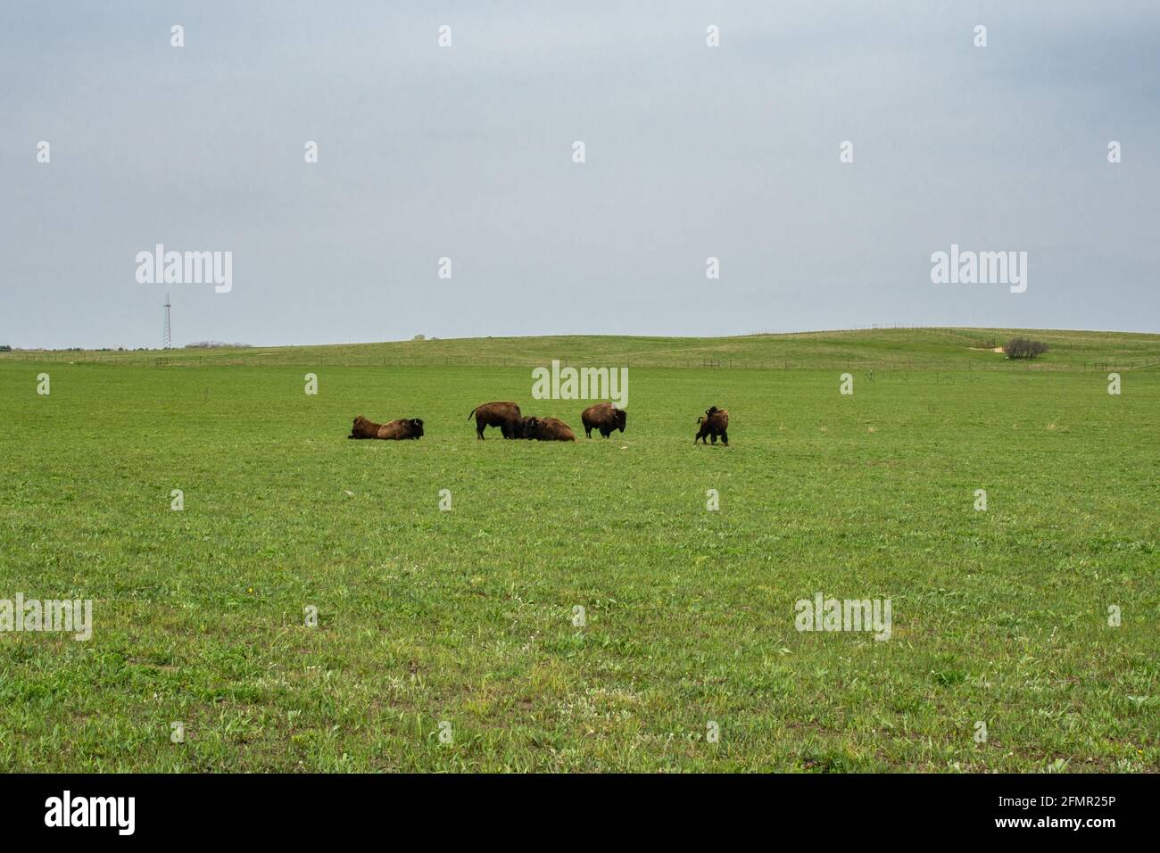 Wild bison play fighting on the prairie. Nachusa Grasslands The Nature ...