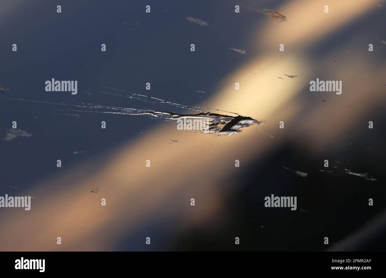 Dead insects hi-res stock photography and images - Alamy