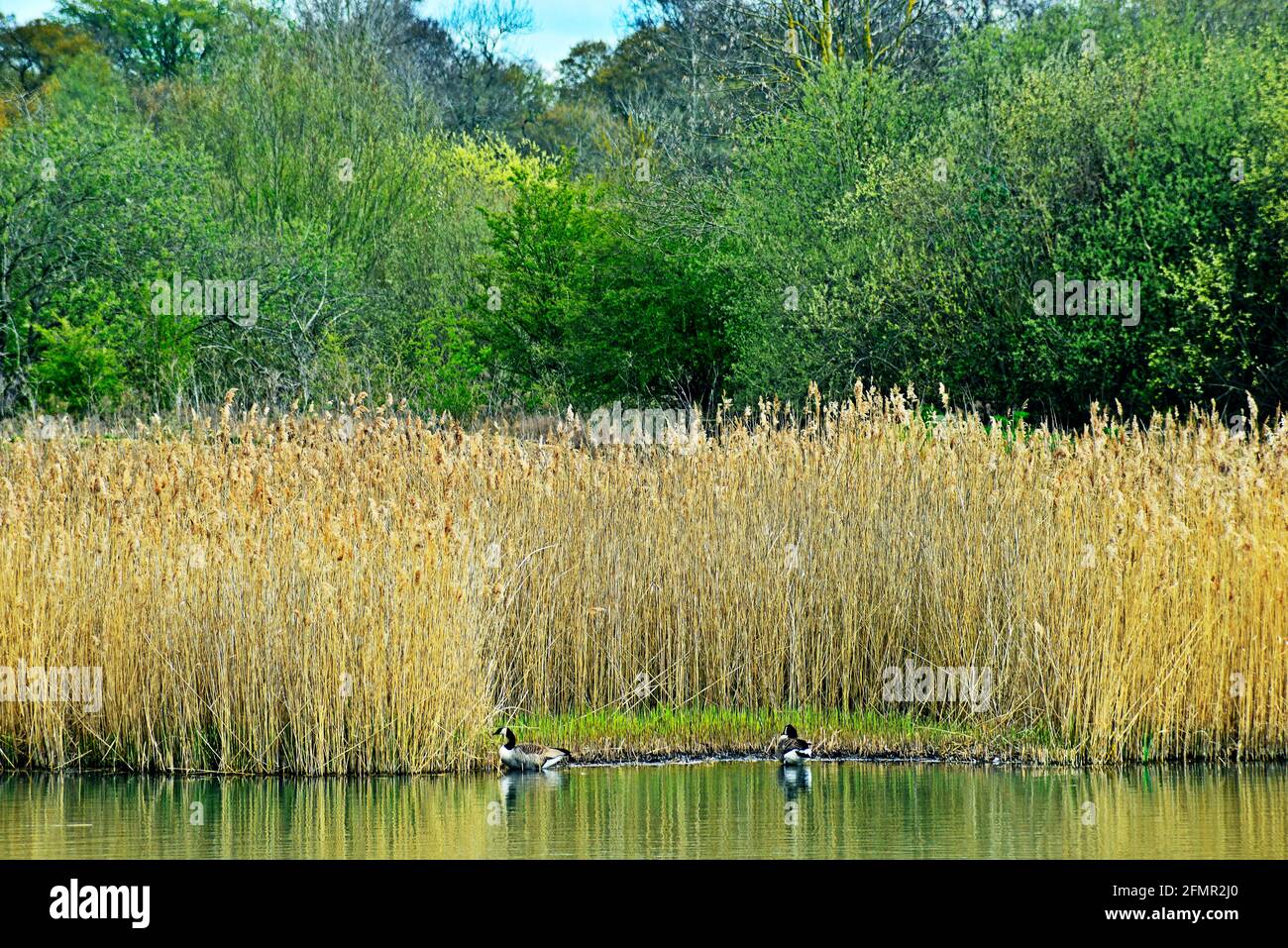 Bush fowl hi-res stock photography and images - Alamy