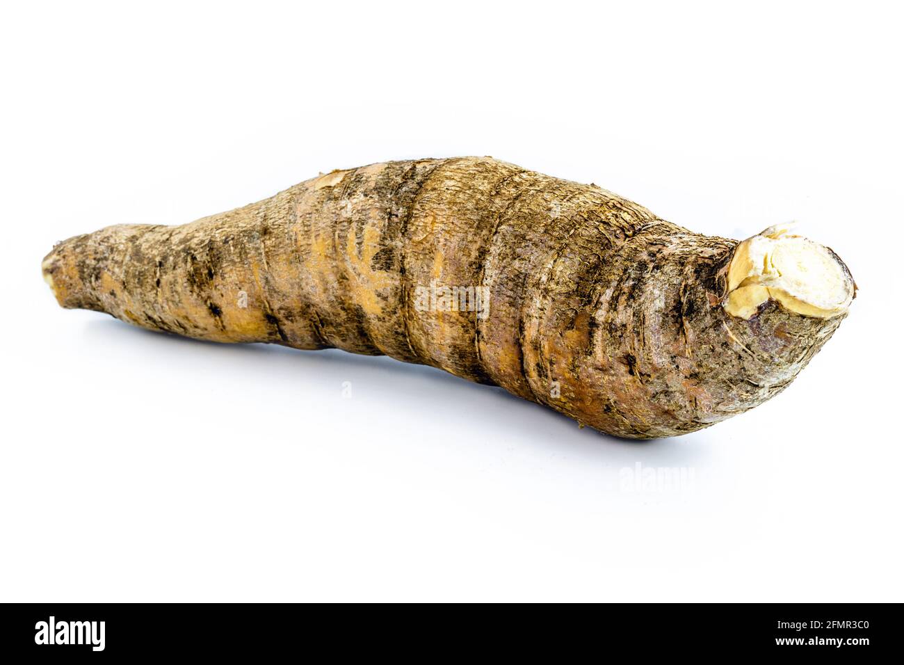 Brazilian manioc, a vegetable used in Brazilian cuisine, called ...