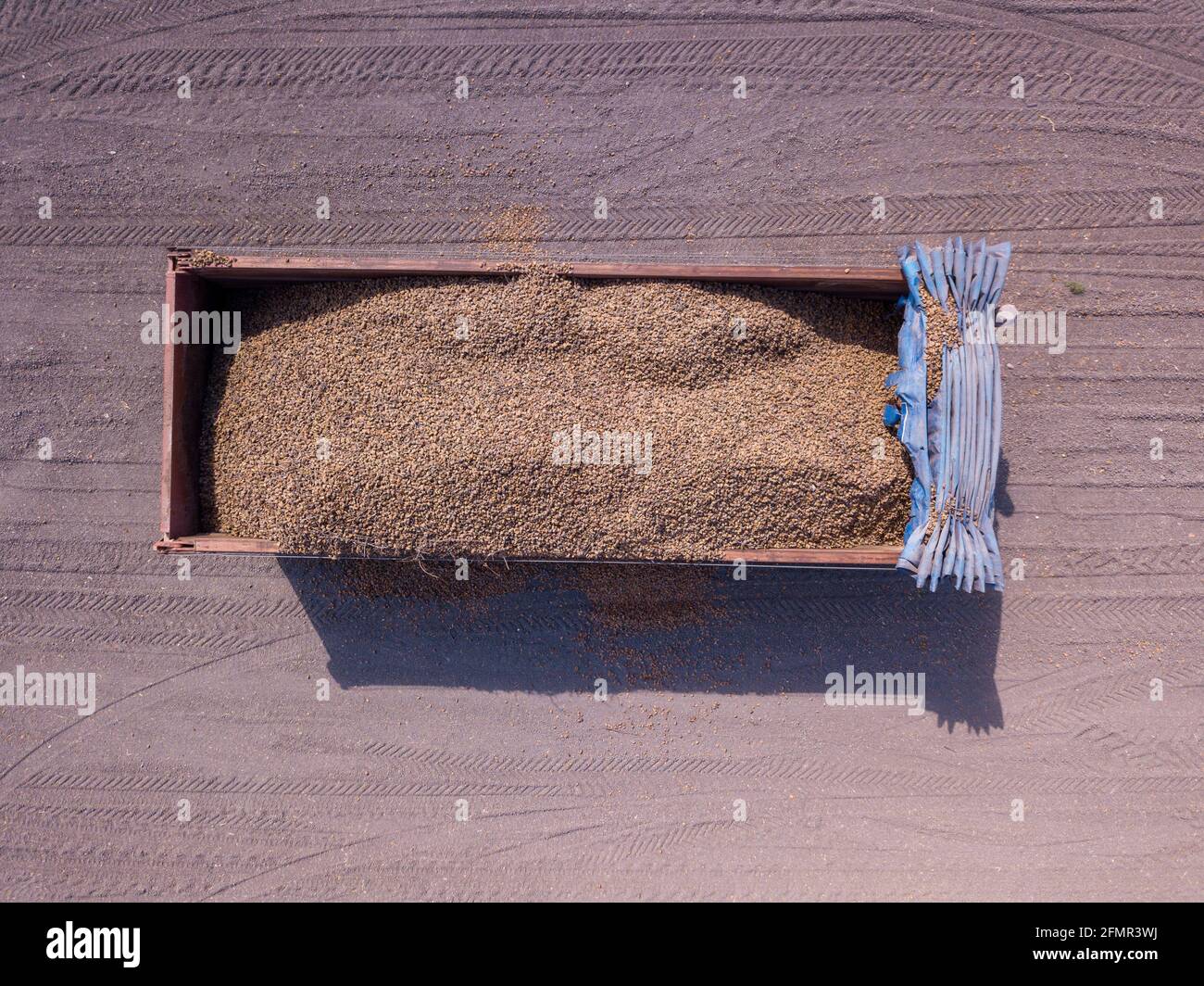Harvesting almonds hi-res stock photography and images - Alamy