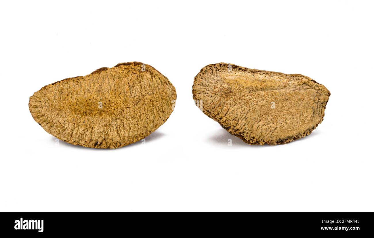 Brazilian chestnut natural from the Amazon rainforest, called the ...