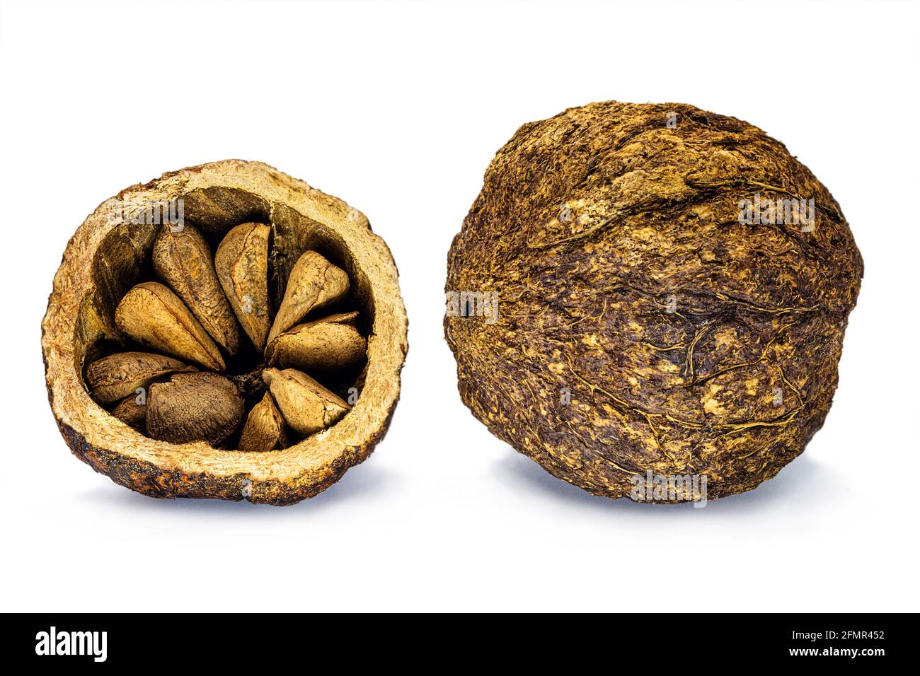 Brazilian nuts natural from the forest, inside the coconut, isolated ...