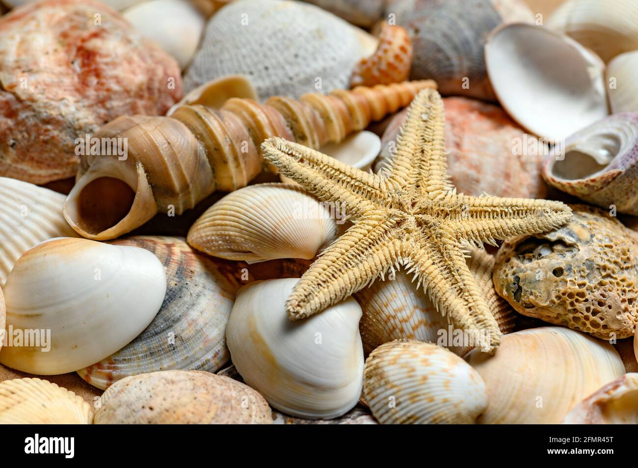 Seashells of various shapes and types. Background Stock Photo - Alamy