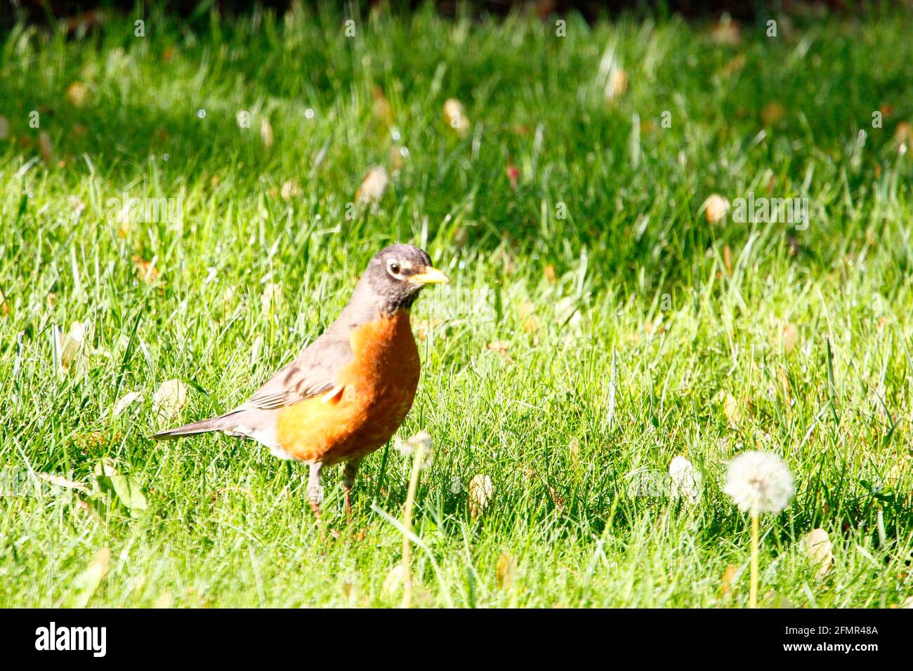 American robin flying hi-res stock photography and images - Alamy