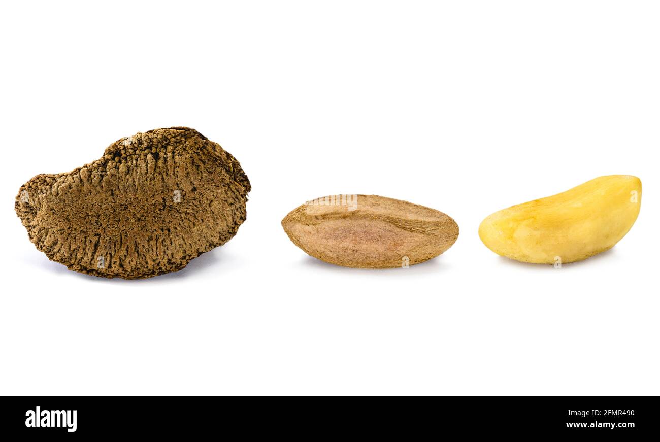 Brazilian chestnut natural from the Amazon rainforest, called the ...