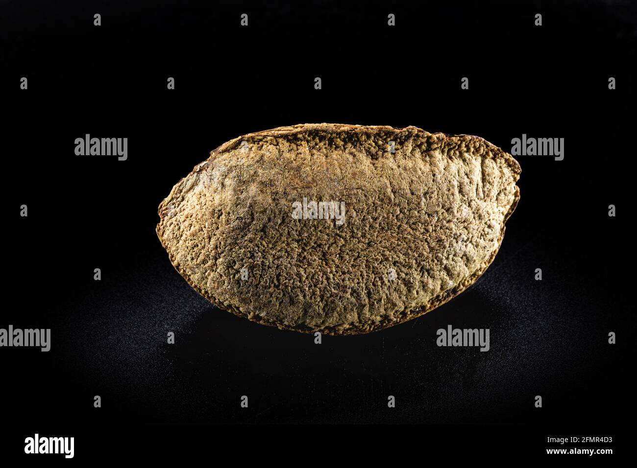 Brazilian chestnut natural from the Amazon rainforest, called the ...