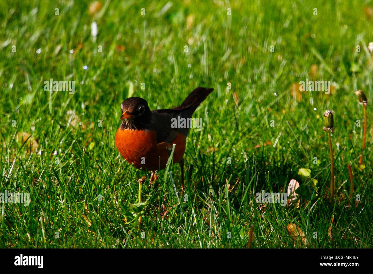 American robin flying hi-res stock photography and images - Alamy
