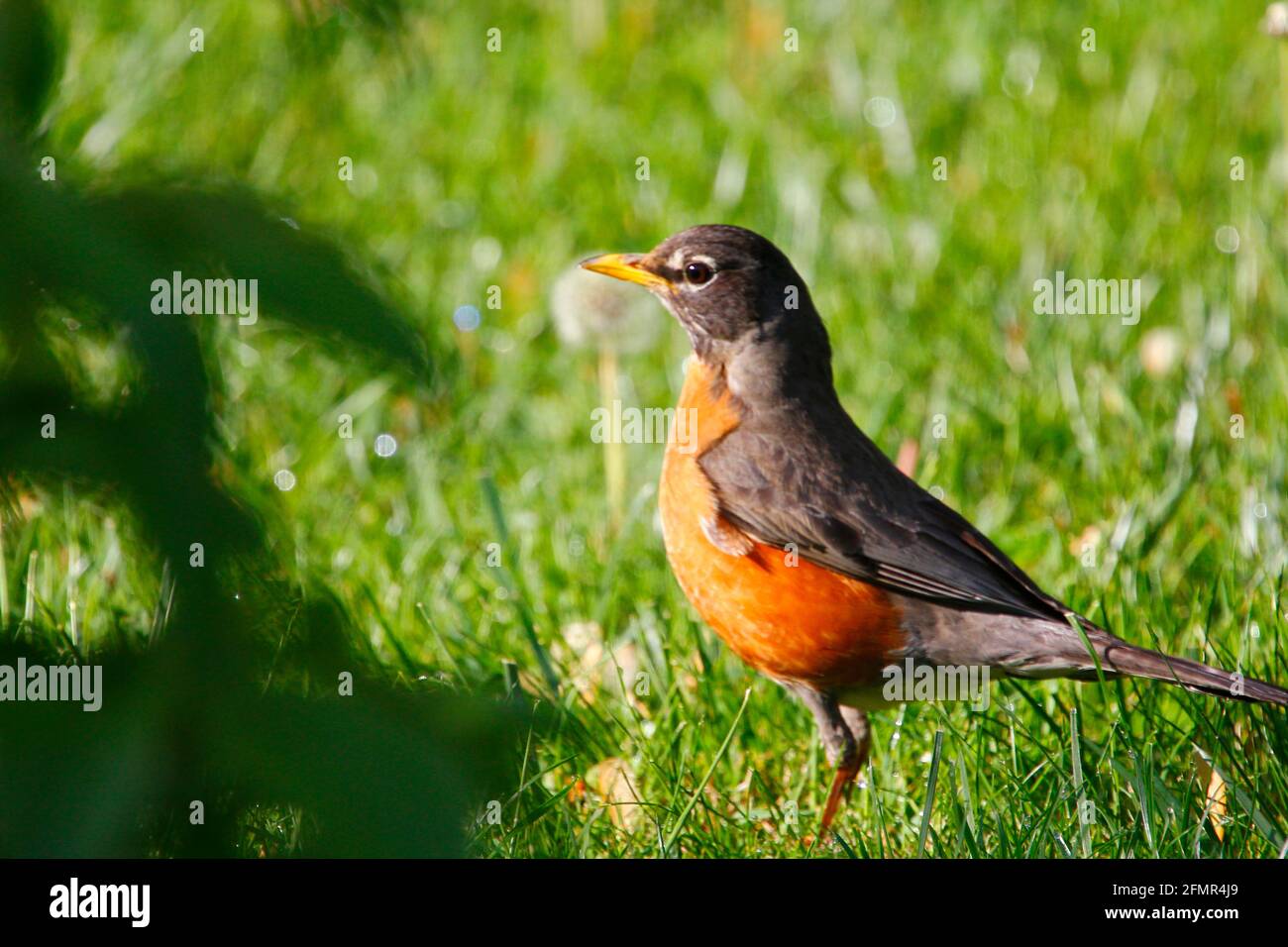 American robin flying hi-res stock photography and images - Alamy