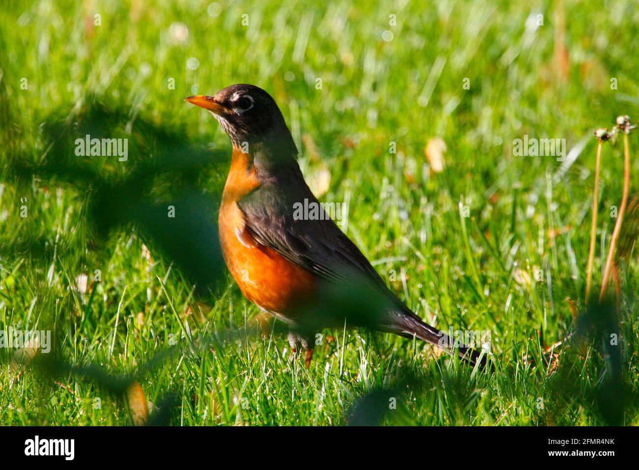 American robin flying hi-res stock photography and images - Alamy