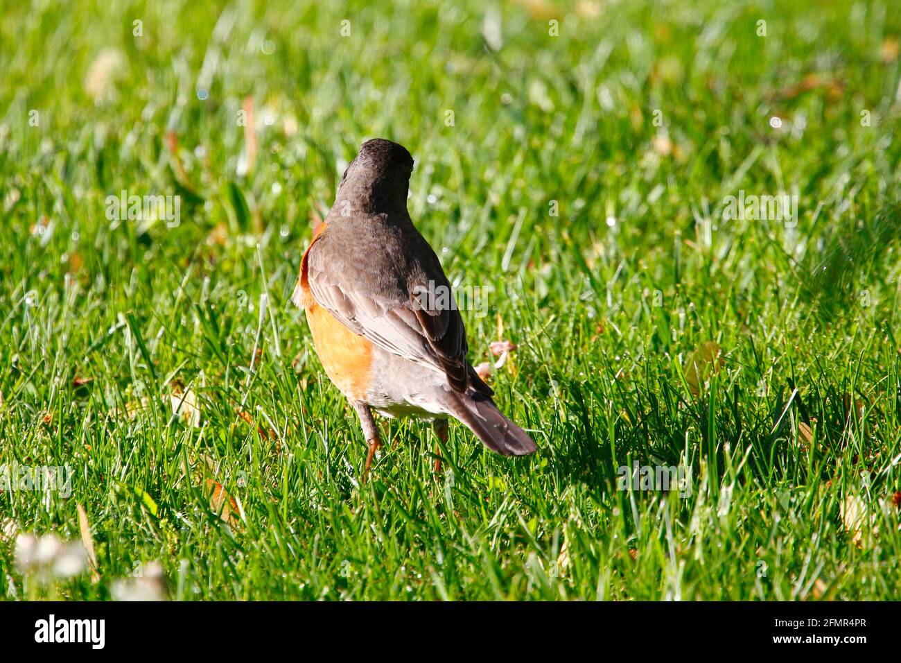 American robin flying hi-res stock photography and images - Alamy