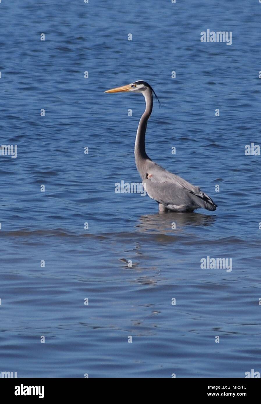 Great Blue Heron foraging for small fish in tide pools along the ...