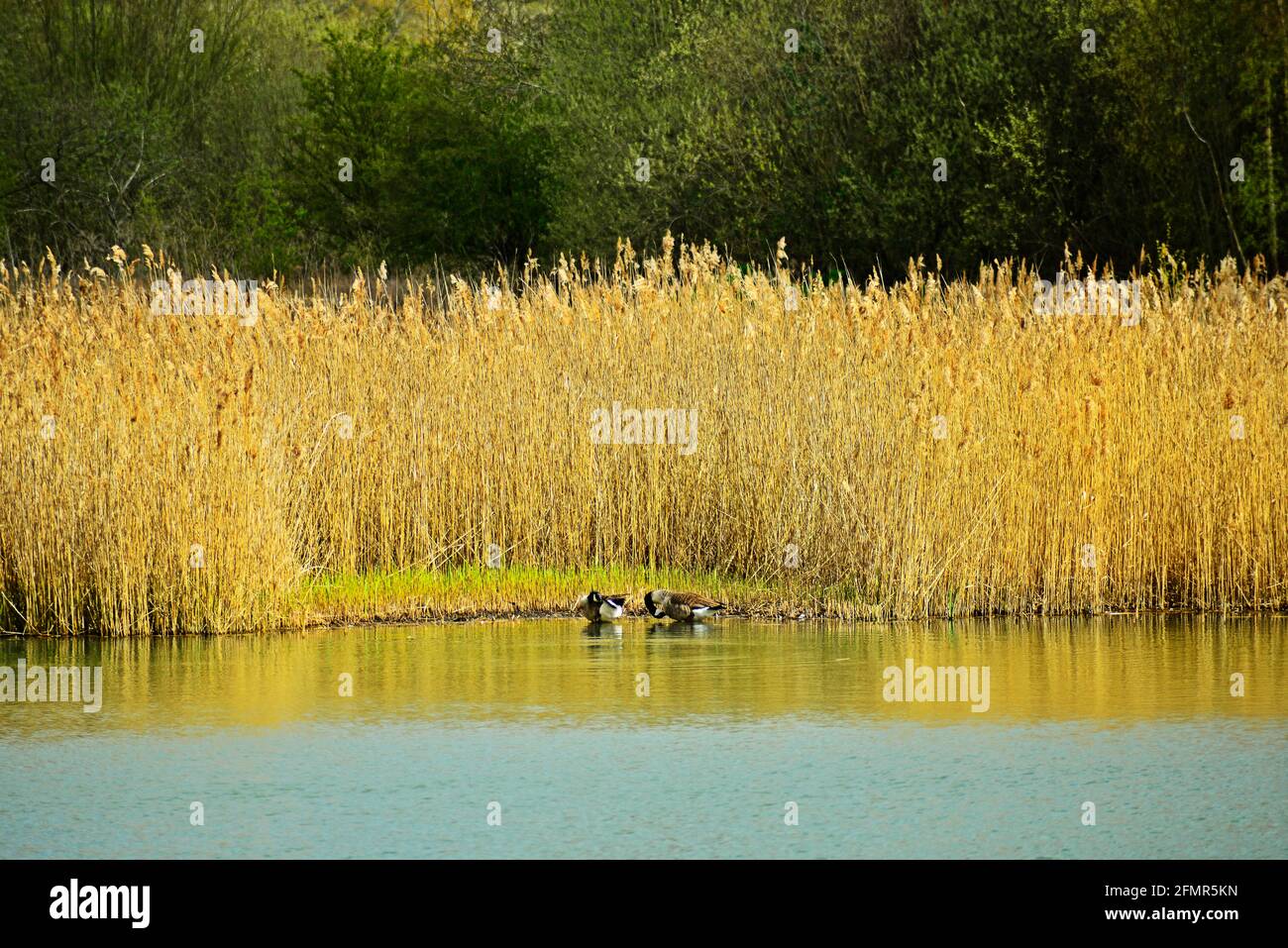 Bush fowl hi-res stock photography and images - Alamy