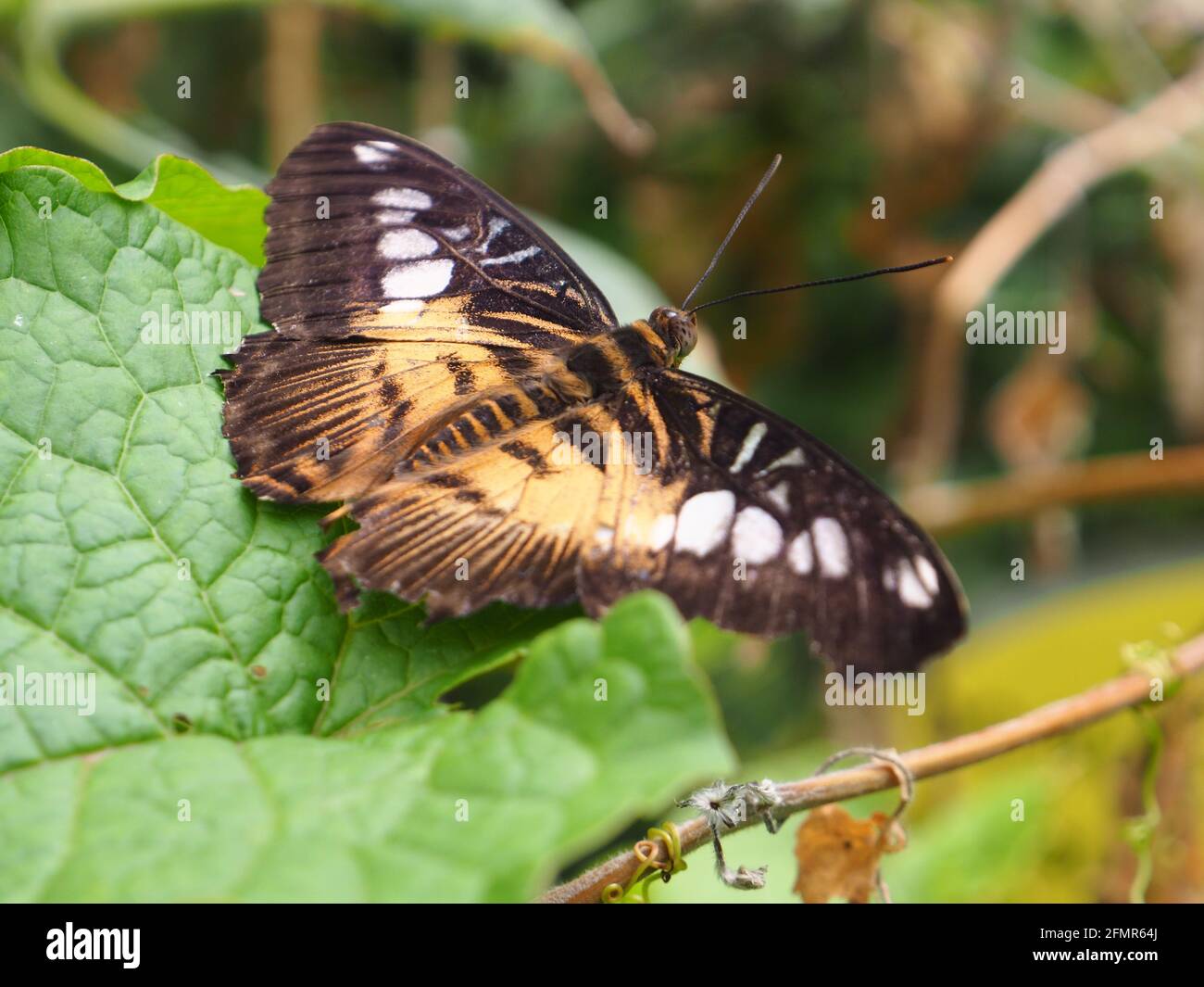 Clipper butterfly hi-res stock photography and images - Alamy